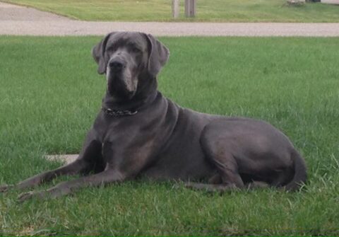 West Michigan Therapy Dogs | Handler Teams | Grand Rapids, MI