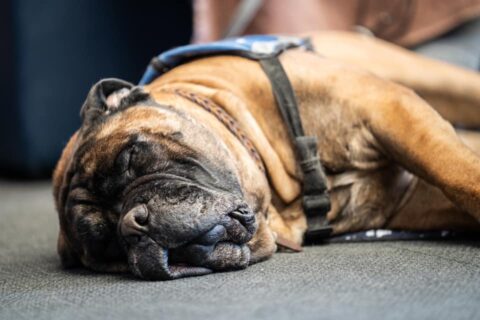 Contact Us! | West Michigan Therapy Dogs | Grand Rapids, MI